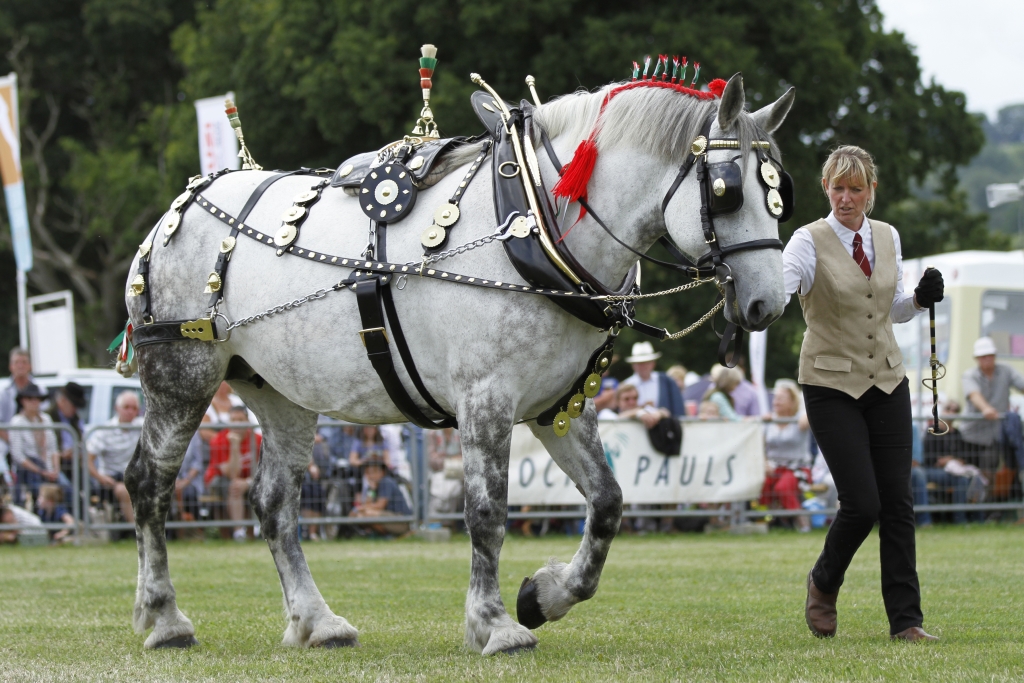 Honiton Show – This Year